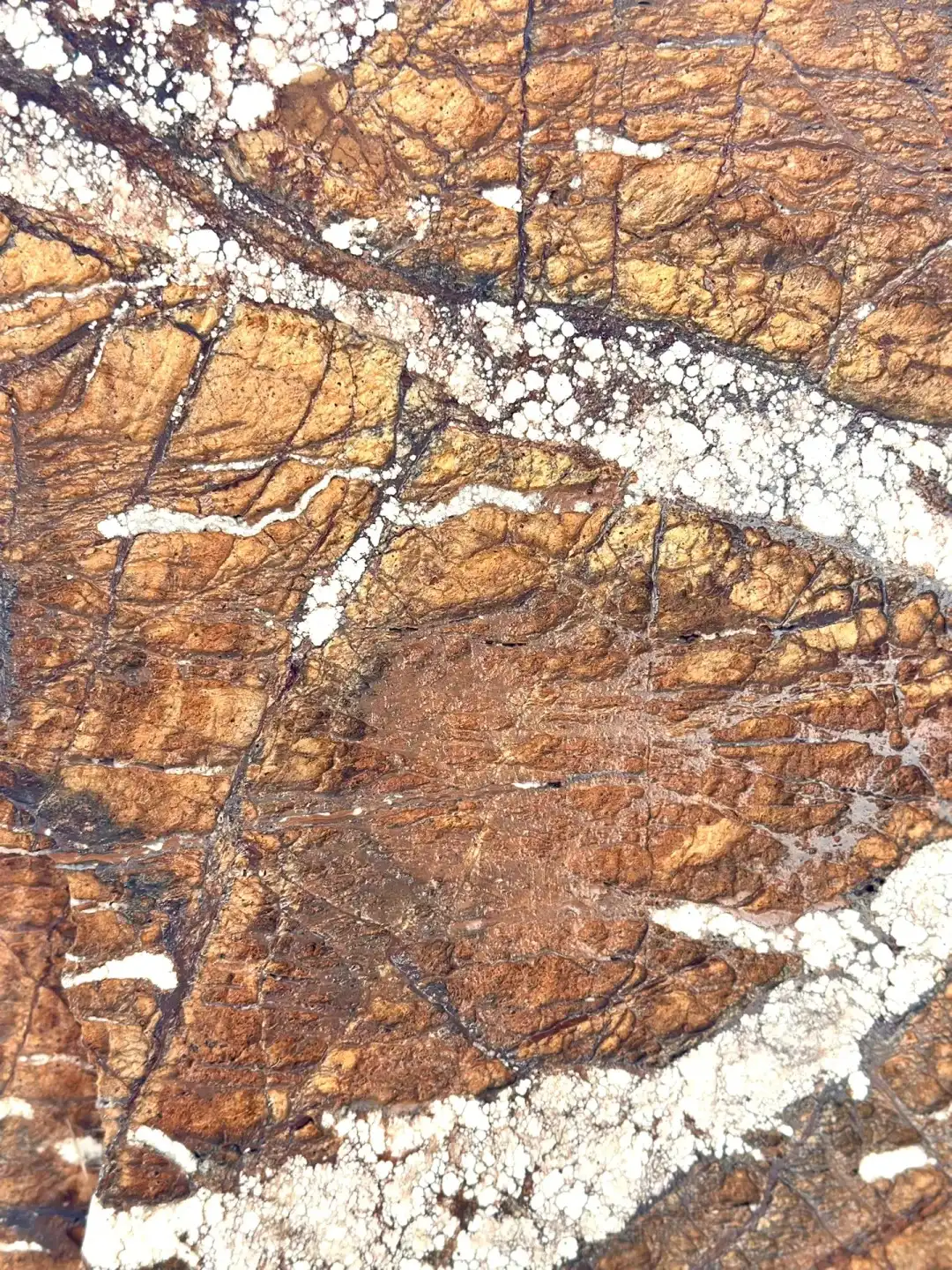 Rainforest Brown Marble - Professional Natural & Artificial Stones ...
